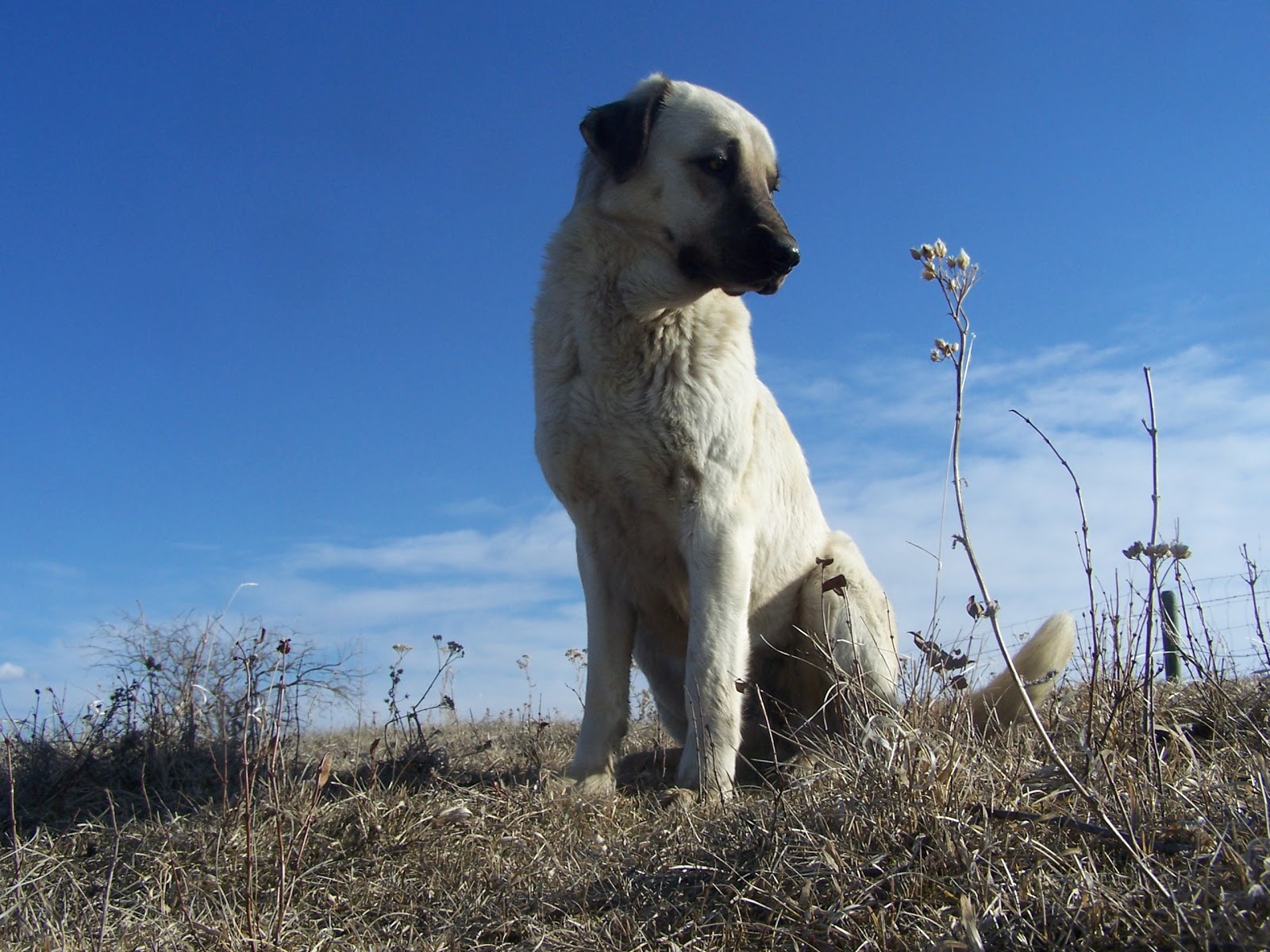 Prairie Winds Hampshires: Guardian Dog Profile: The Kangal