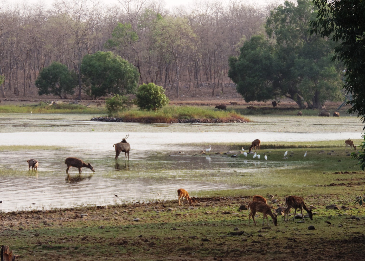 Just About Everything: Tigers galore at Tadoba National Park ...