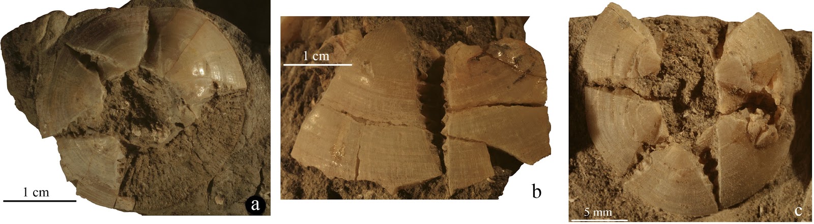 The Coastal Paleontologist: January 2017