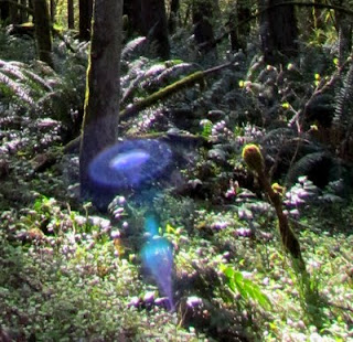 Expect the Unexpected: Forest Angel