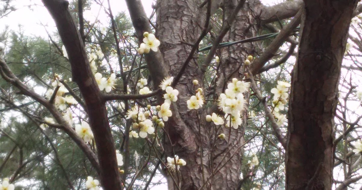 charms of andong: Plum tree is blooming in HaHoe Village