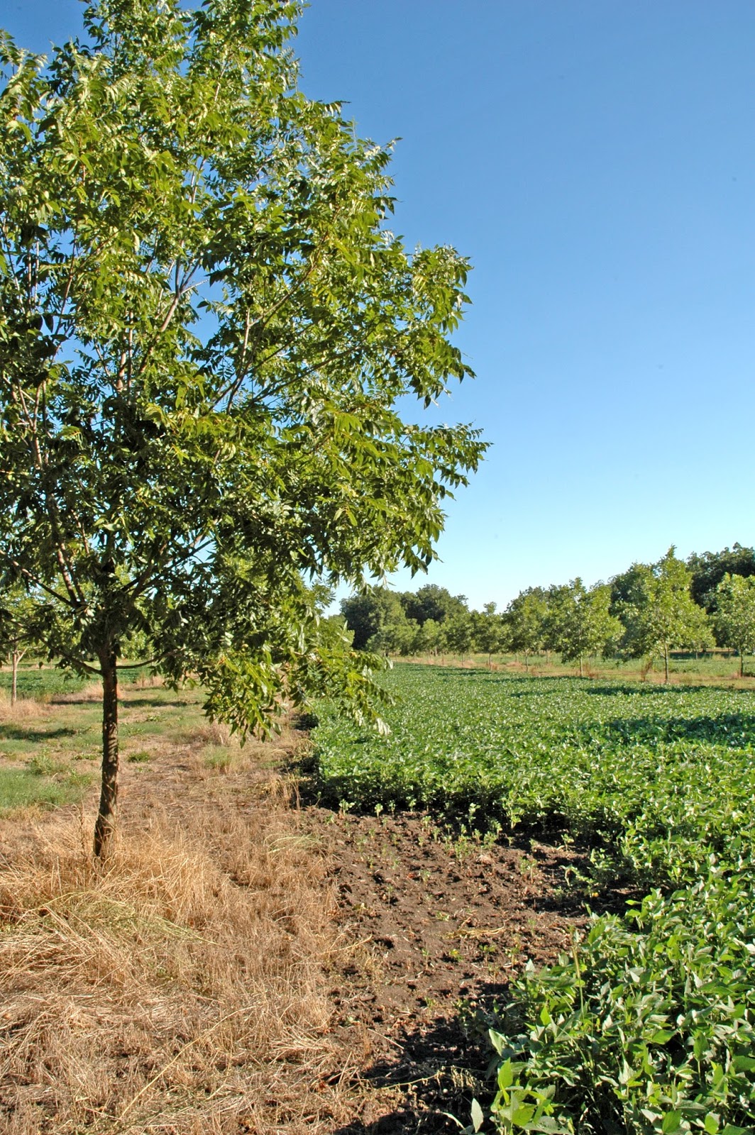 Northern Pecans: Double row pecans: From intercrop to covercrop