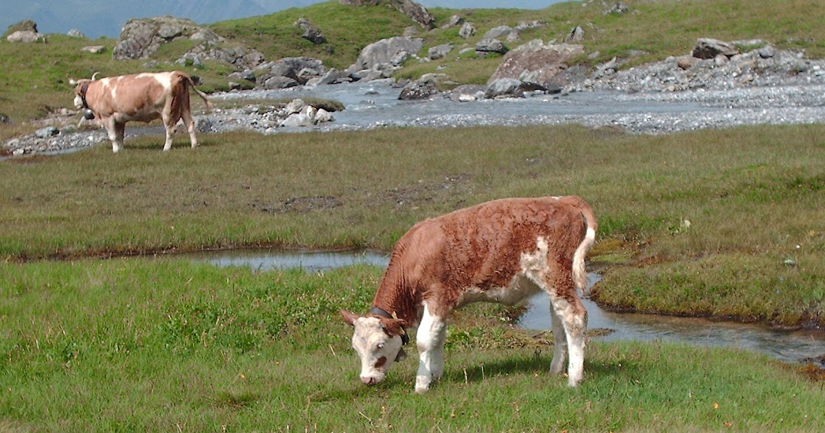 French Vocabulary Illustrated: brouter