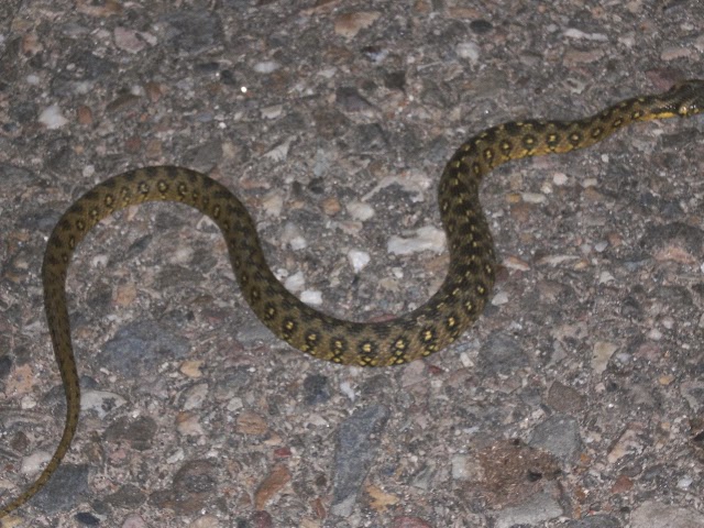 Perfumes y luces de Extremadura: Culebra.