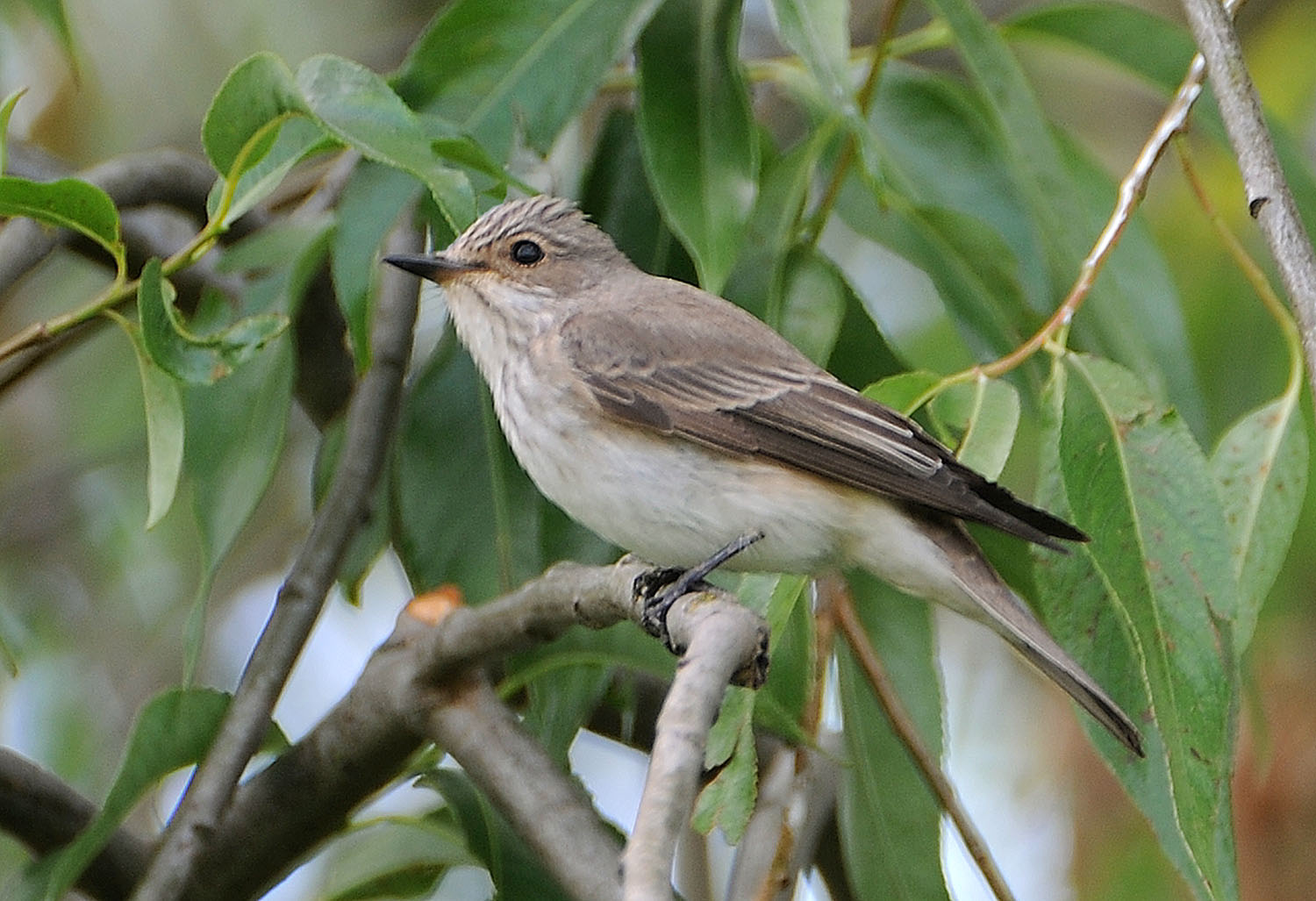 Tottenham Marshes | Spotted Flycatcher