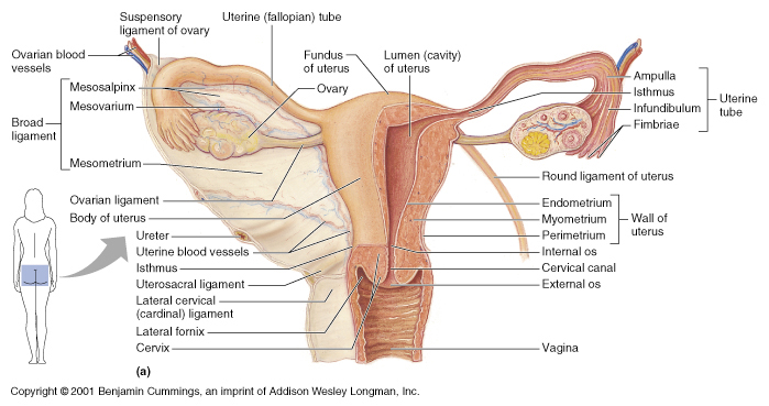 Function Of Uterus Genetic Engineering Info Function Of Uterus Genetic Engineering Info