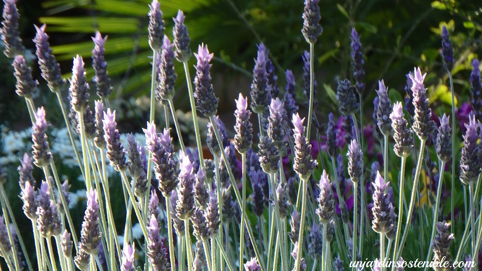 Lavandula Dentata (Lavanda dentada, Alhucema, Lavanda etc.)