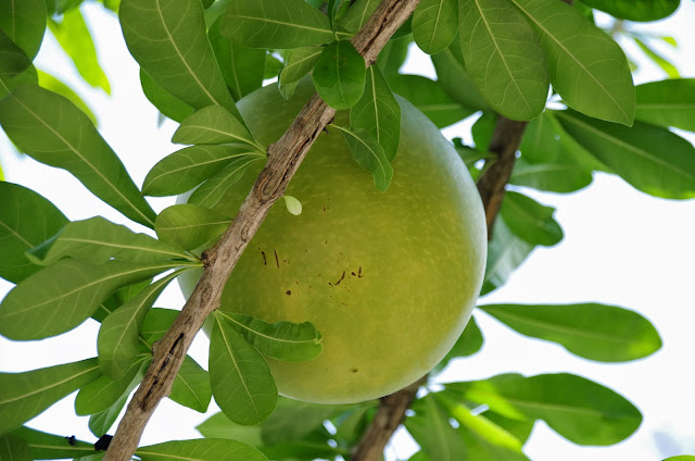 Trees and Plants: Calabash Tree