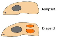 GUIDA ALL'ALLEVAMENTO DEI SERPENTI: CLASSIFICAZIONE SCIENTIFICA