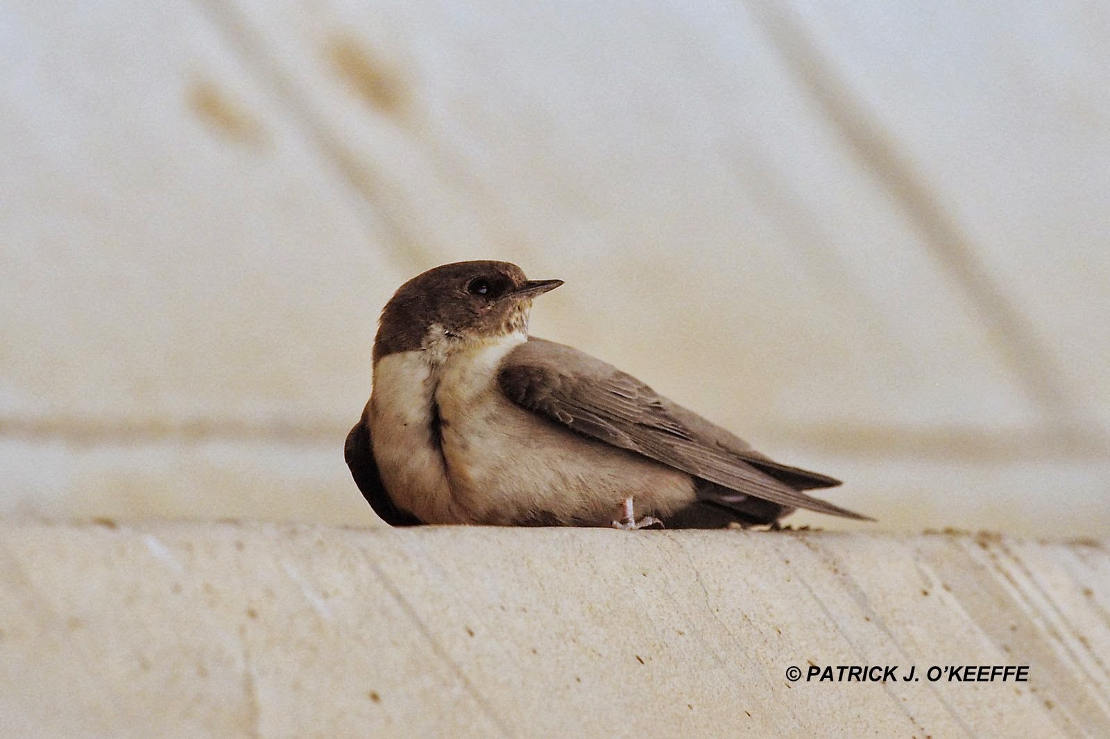 Raw Birds: EURASIAN CRAG MARTIN Ptyonoprogne rupestris Paisaje ...