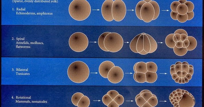 Biology learnspot: EMBRYOLOGY NOTES-Different types of cleavage in animals