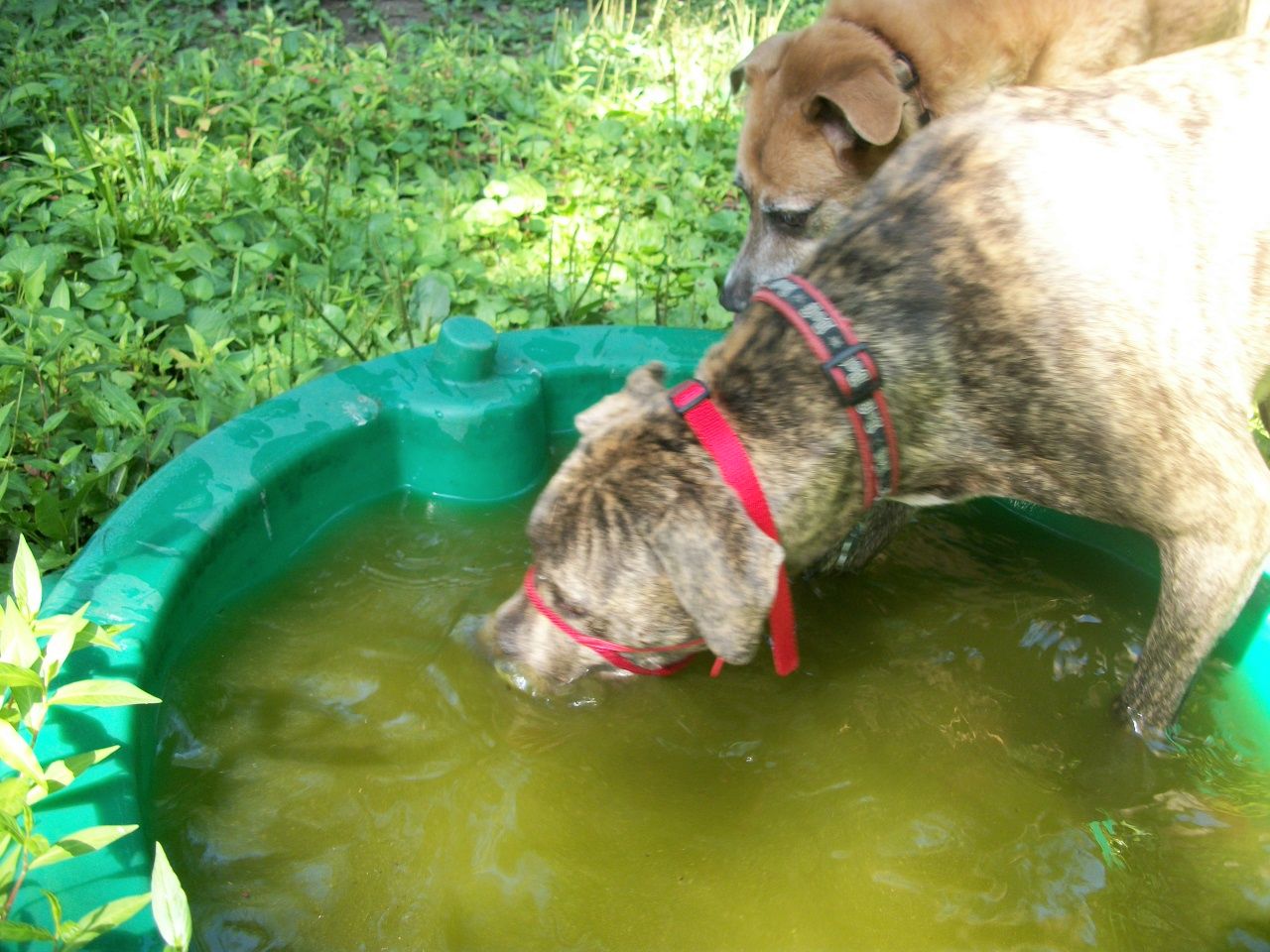 Peaceful dog: Snoot Loop
