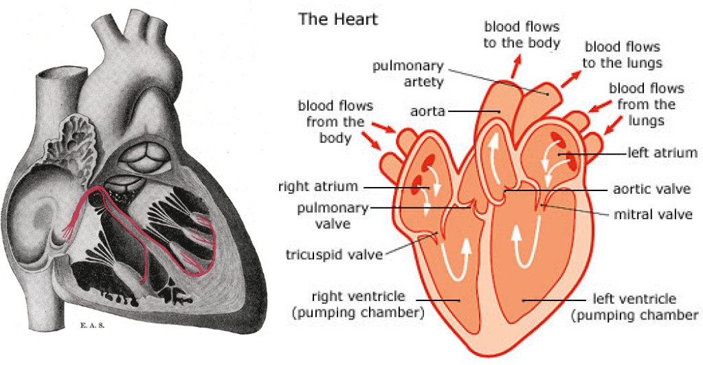 Poultry Management.: Anatomy and Physiology of the Chicken