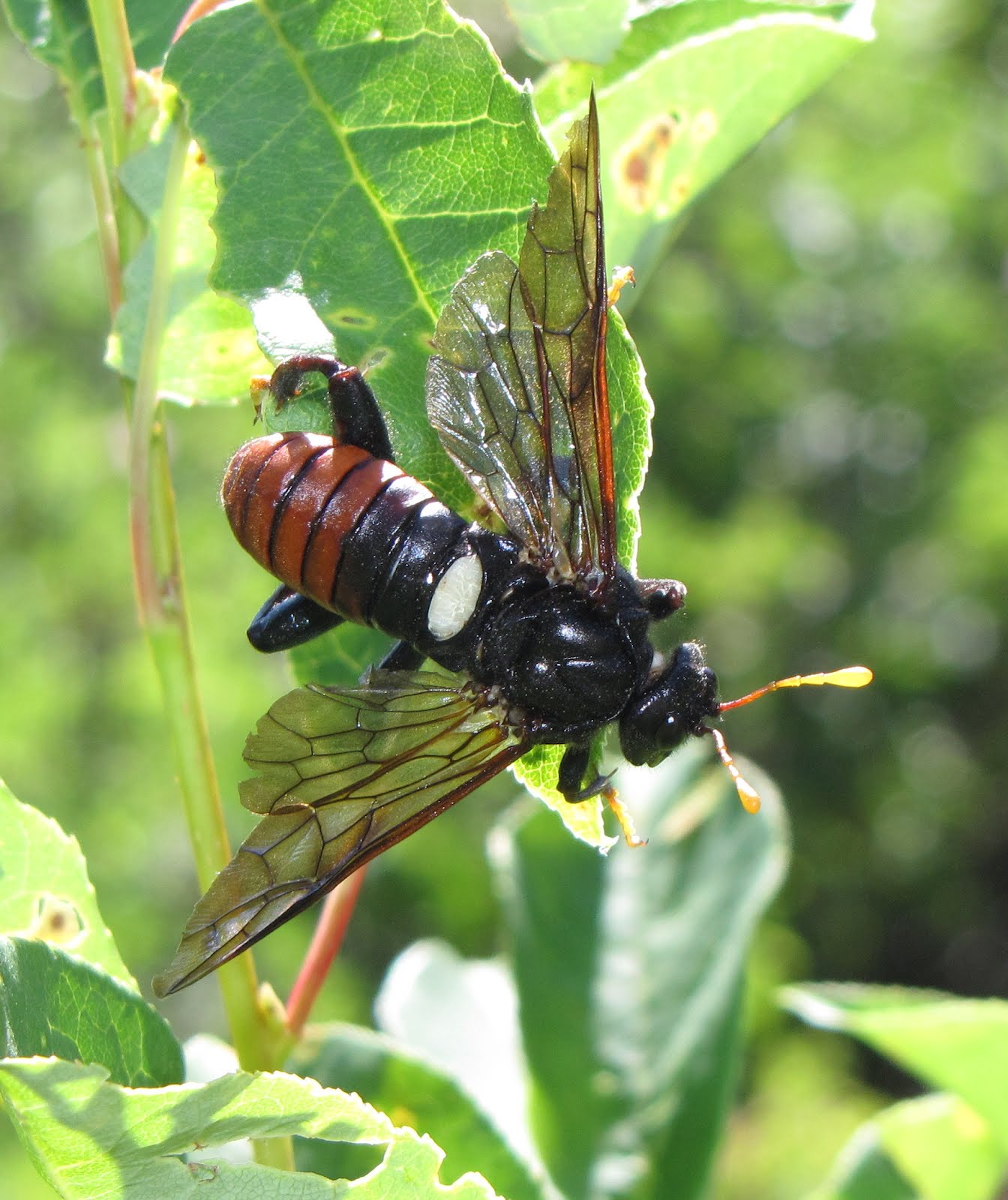 Bug Eric: Wasp Wednesday: Elm Sawfly