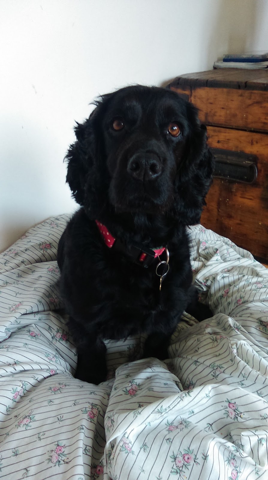 Educating Pickles: Origami anyone?!