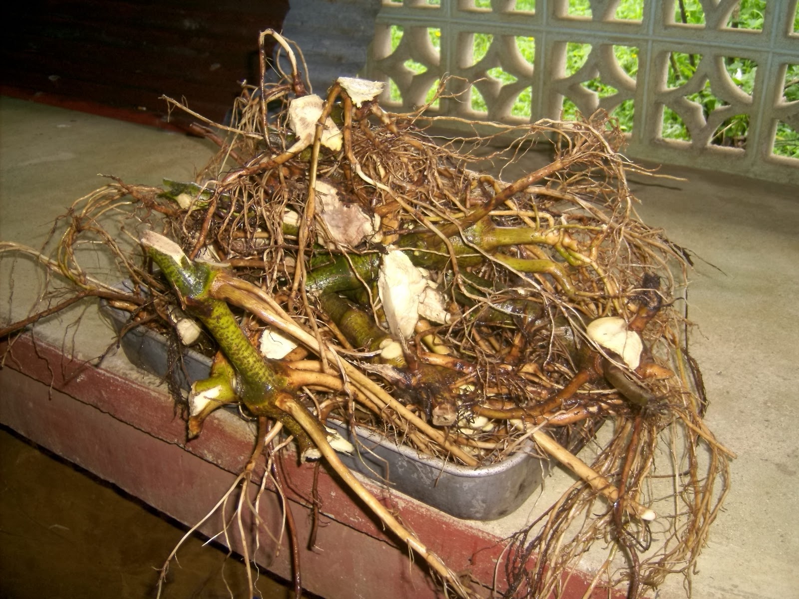 Where's Janelle?: Drinking sakau (too much sakau)