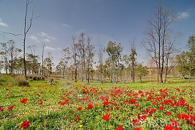Henoch´s Christen-Zionisten Blog: Het Wonder van Jesaja 35 voor het ...