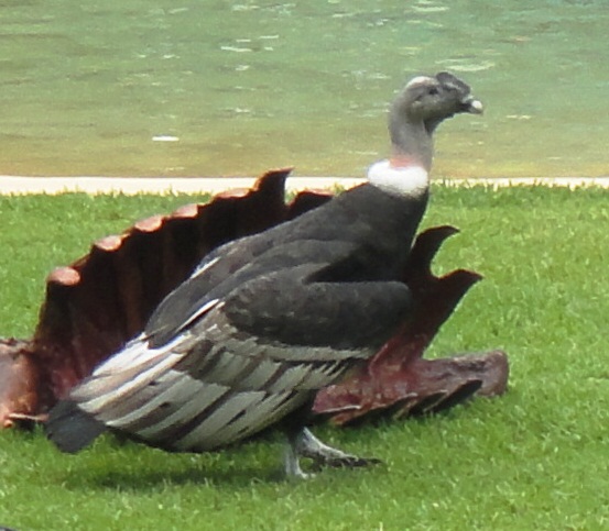Talon: Andean Condor in Australia Zoo
