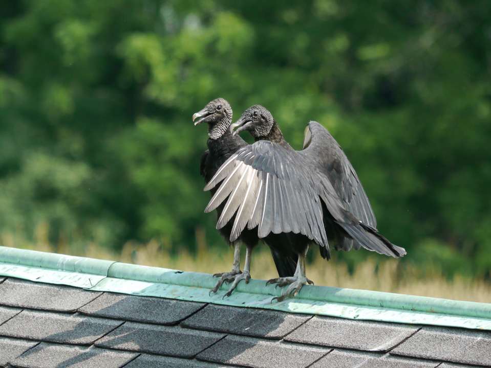 Brooklyn Bird Club Field Trip Reports: "Slow trekking at Bulls Island ...
