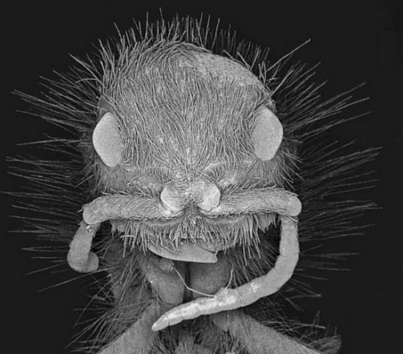 Microorganisms Under a Microscope ~ Hampix