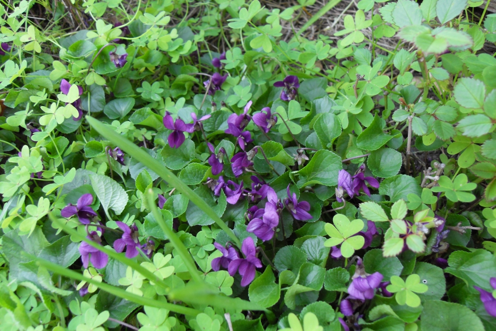 Crowndot.com : Tiny Violets