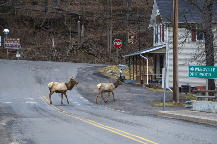 Pennsylvania Wildlife Photographer: Pennsylvania 2013 Elk License ...