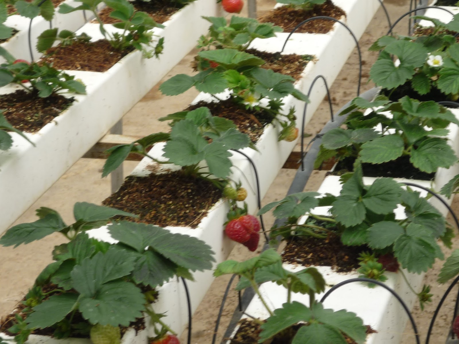 Our Journey : Pahang Cameron Highland - Kampung Raja Green View Garden Farm