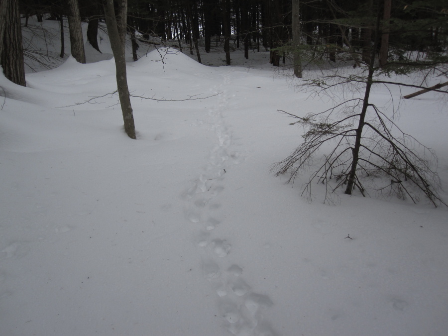 Lake Wicwas Nature Journal: March 17, 2019: The Subnivean Zone