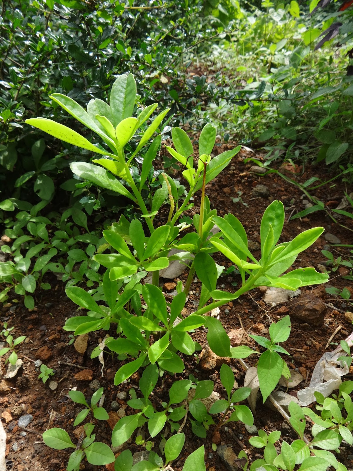Herbs from Distant Lands: Talinum triangulare - Philippine Spinach ...