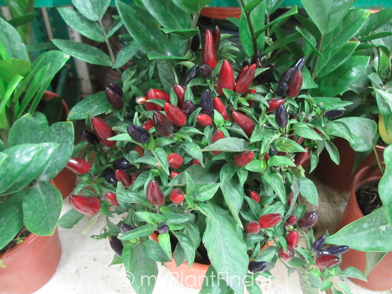 MY PLANT FINDER | Plant Guide: Capsicum annuum cultivars