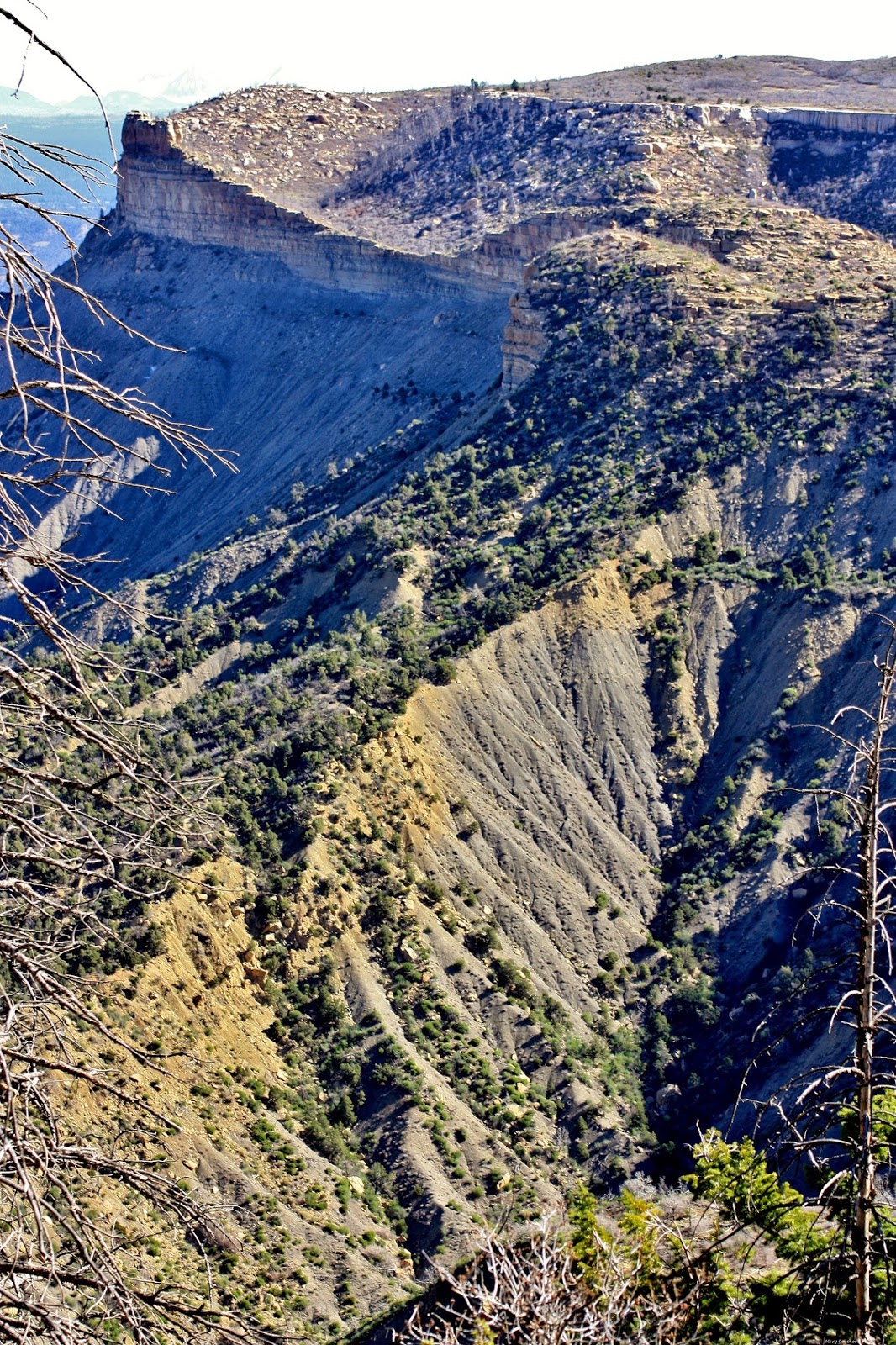 The Southwest Through Wide Brown Eyes: Mesa Verde Springs Alive!