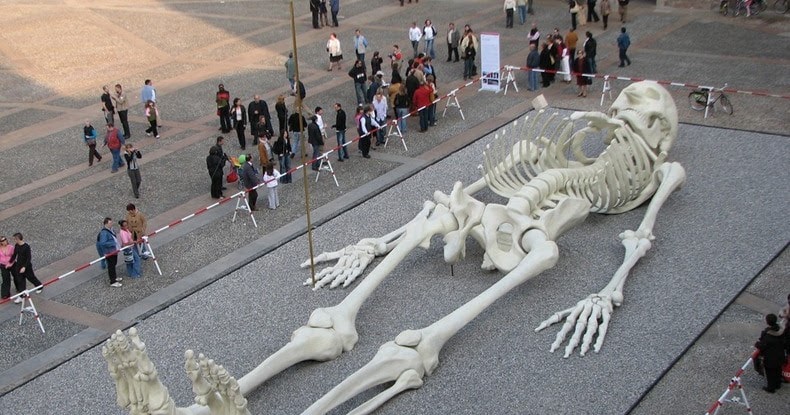 Story of Goliath's skeleton found in Jerusalem is fake! ~ DNB Stories