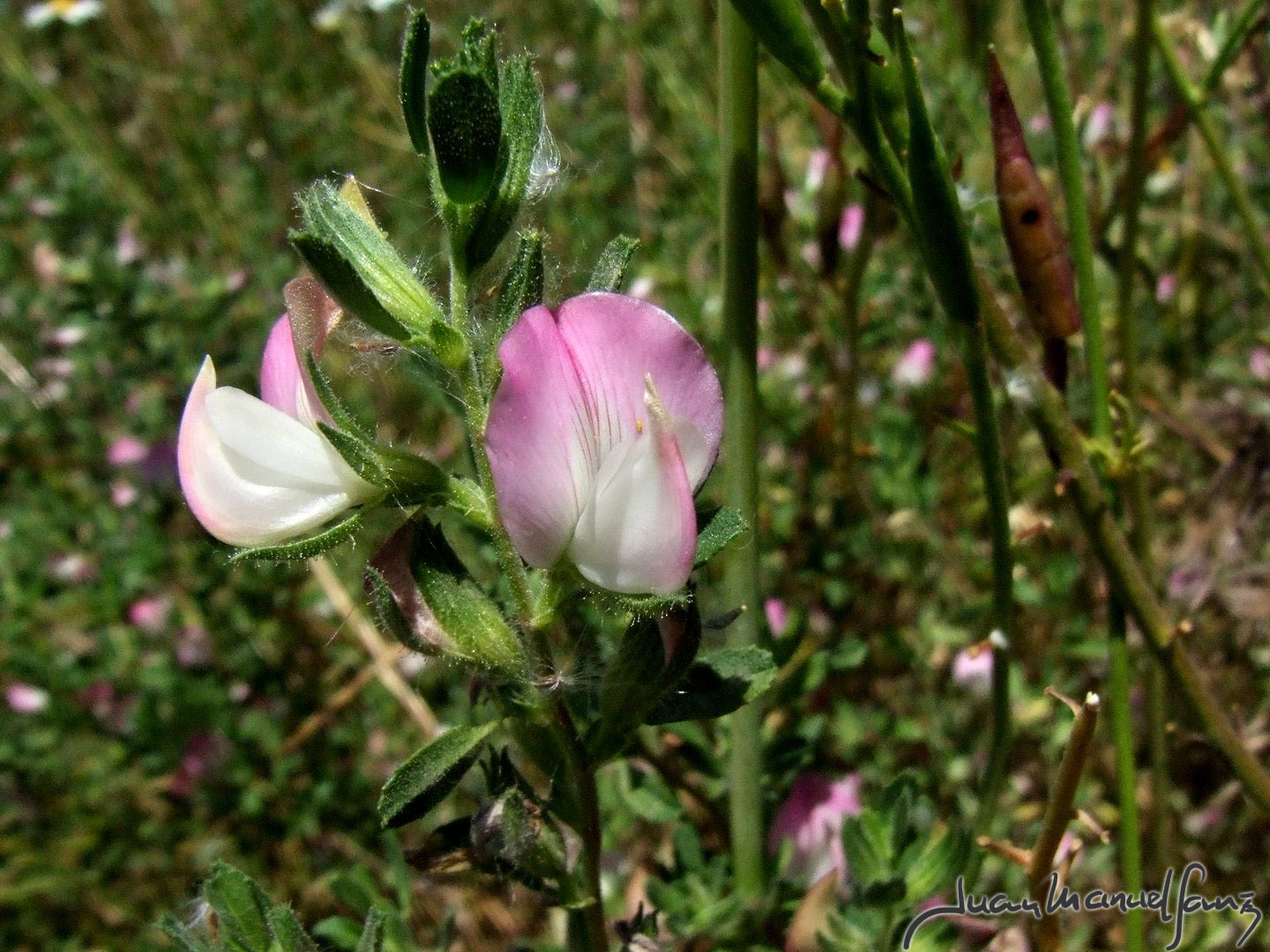 rocayflor: Flora del Somontano de Barbastro. Lauraceae - Leguminosae