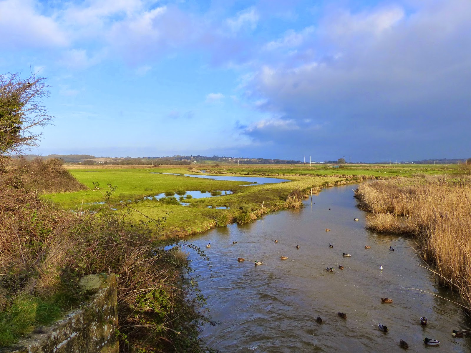 Birding For Pleasure: SATURDAY CRITTERS - Birds at Brading Marsh, Isle ...
