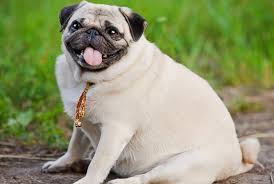 PUGS : OBESIDAD Y SOBREPESO