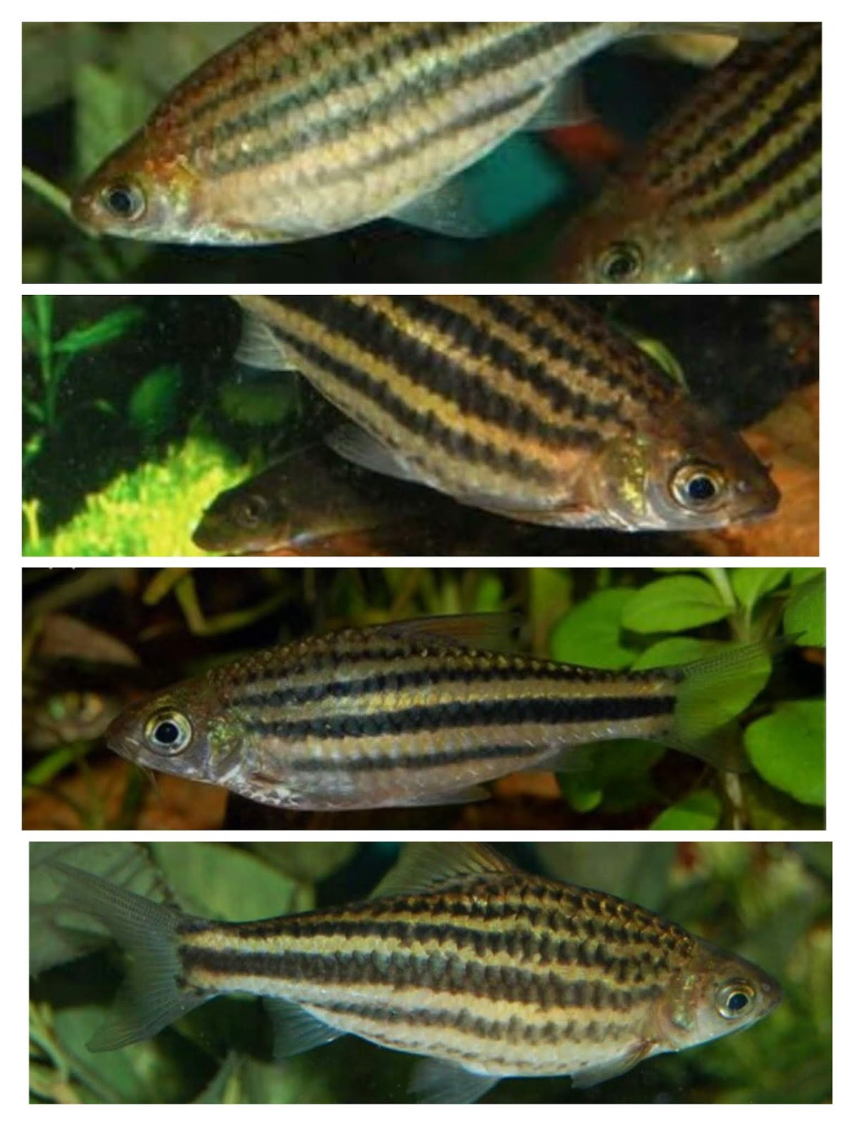 MUSLIM HOMEPAGE: Ikan Mengkiring (Puntius sp)