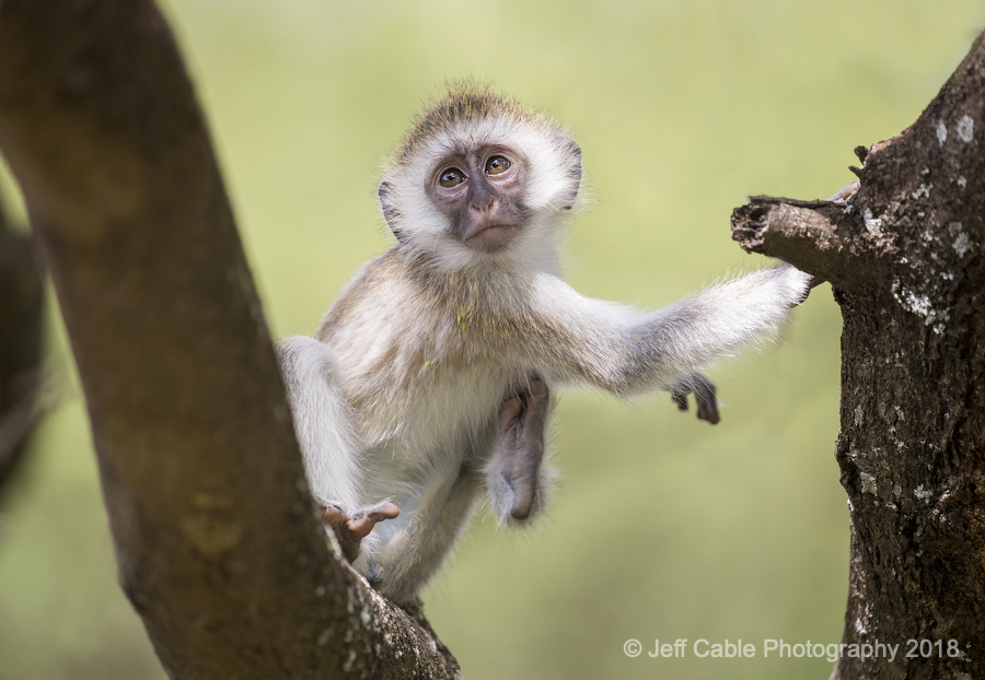 Jeff Cable's Blog: The monkeys and baboons of Tanzania, Africa