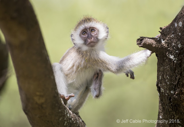 Jeff Cable's Blog: The monkeys and baboons of Tanzania, Africa