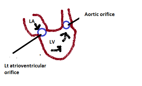 easyhumanatomy: Easy handout of left ventricle of the heart