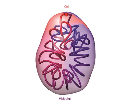 Bacterias Actuaciencia: Estructuras ocultas en el ADN bacteriano