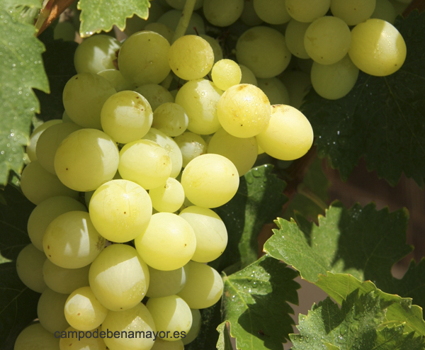 el blog de josé antonio del pozo: Las uvas, la suerte, contigo (Poessía ...