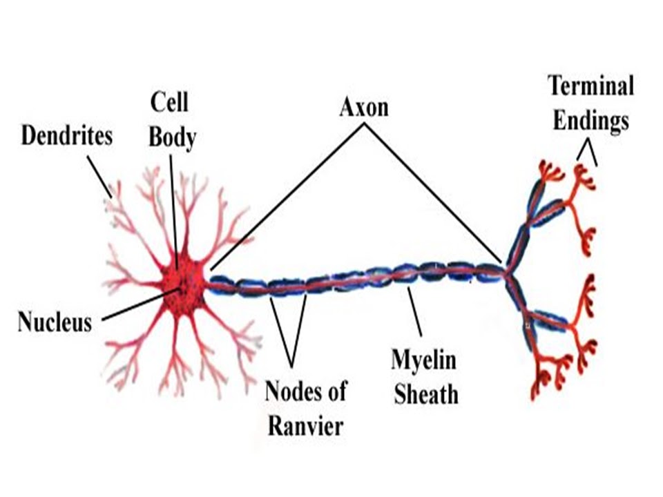 SONU ACADEMY: NERVE TISSUE- TEXT