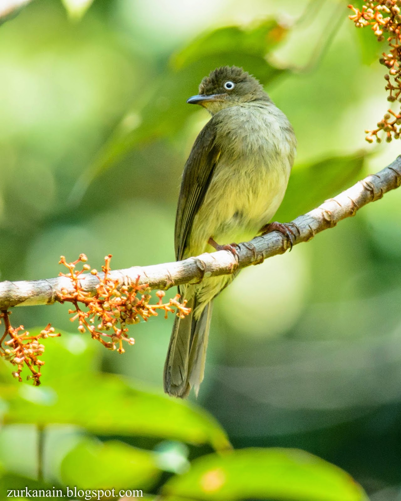 Zul Ya - Birds of Peninsular Malaysia: The Bulbul's Collection ...