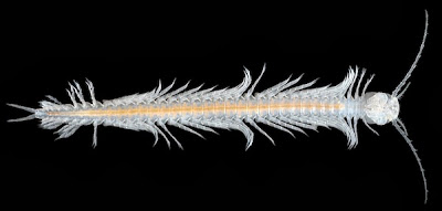 NeuroDojo: Tuesday Crustie: Venom