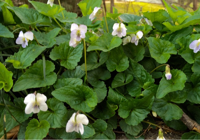 The Foraged Foodie: Foraging for wild violets: identification ...