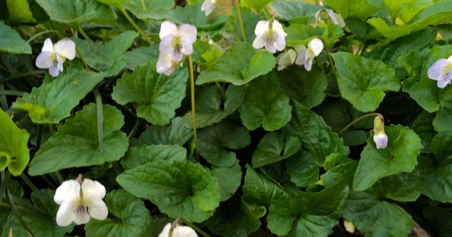 The Foraged Foodie: Foraging for wild violets: identification ...