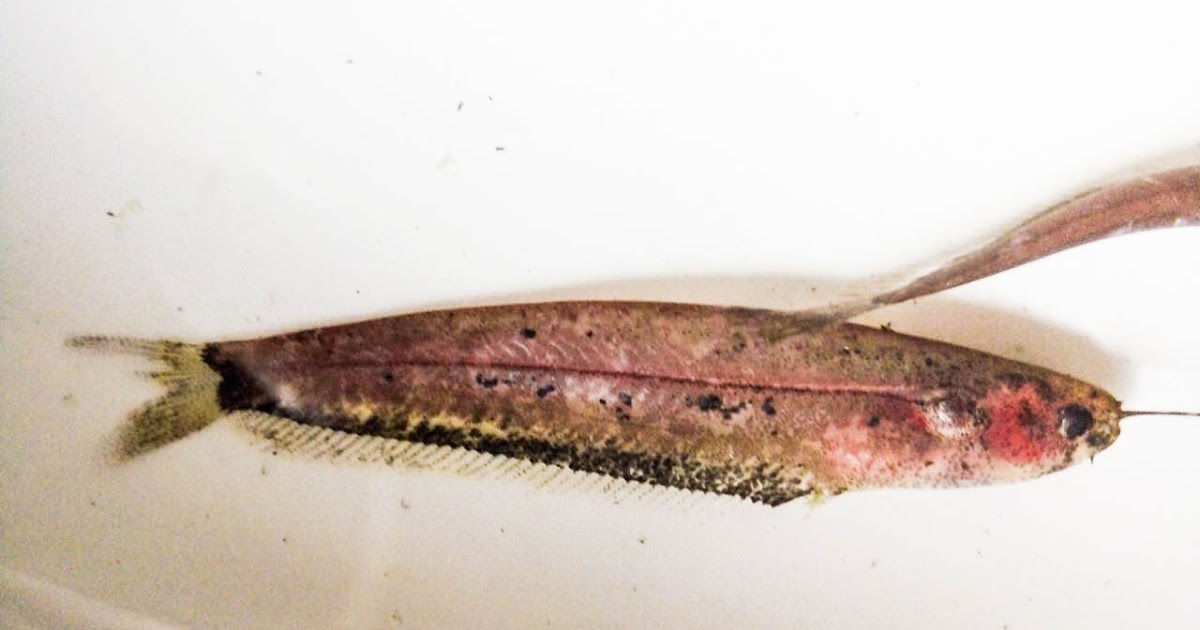 Ompok sp (Undescribed) Butter Catfish | Freshwater Fish of Indonesia ...