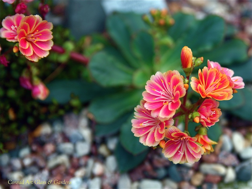 Conrad Art Glass & Gardens: From my photo files... today's plant is Lewisia