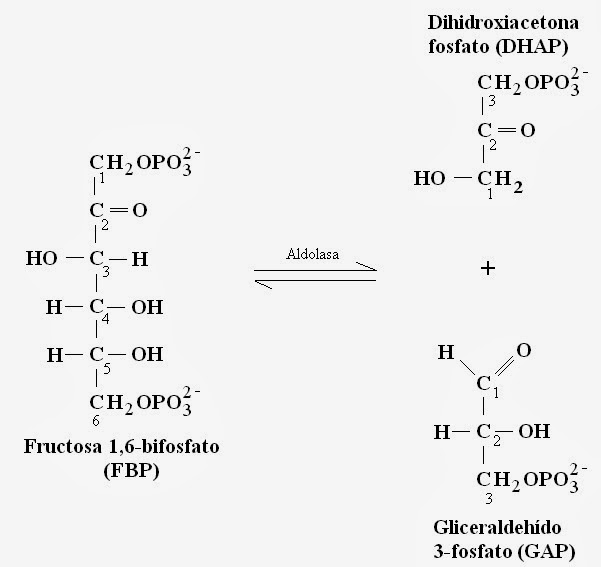Bioquimica Clinica : Proceso de Glucolisis