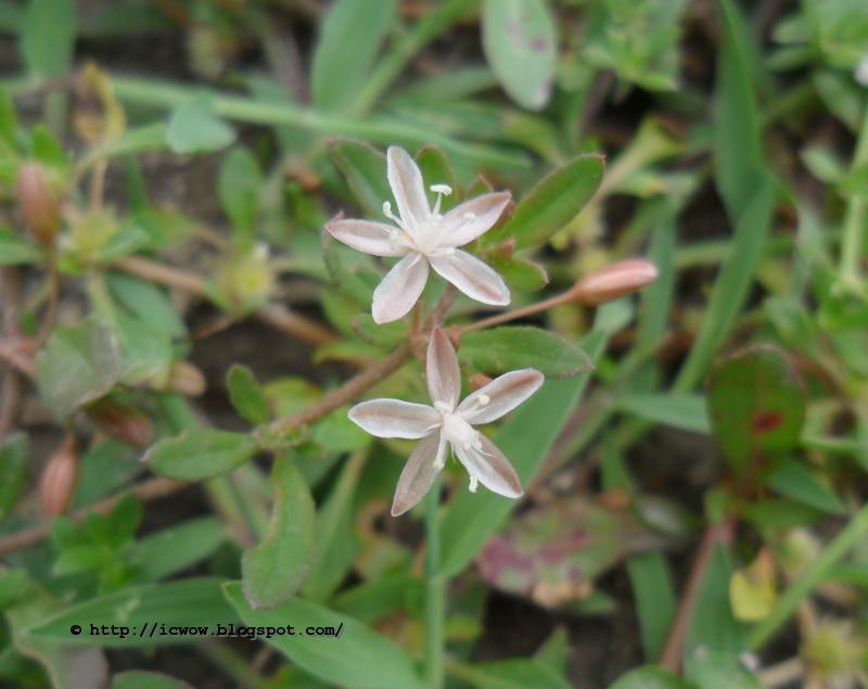 Gima Ful(গিমা ফুল) - Glinus oppositifolius